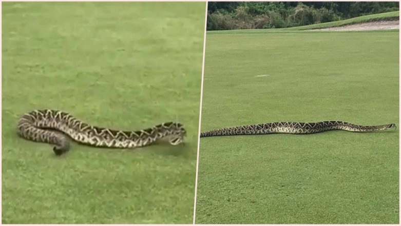 Huge Rattlesnake Takes a Leisure Crawl at Florida Golf Course! Watch ...