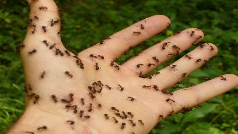 Cloud of Flying Ants Appear As Raindrops on Weather Maps in England ...