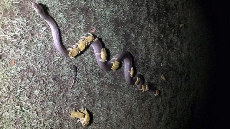 Twitter Amazed With a Picture of Cane Toads Riding the Back of a Python ...