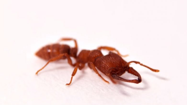 Fastest Mover in The Earth is a Tiny Creature Named Dracula Ants! Watch ...