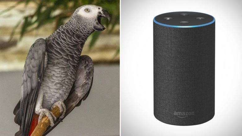 Parrot Befriends Amazon Alexa, Plays Songs and Shops Online While Owner ...