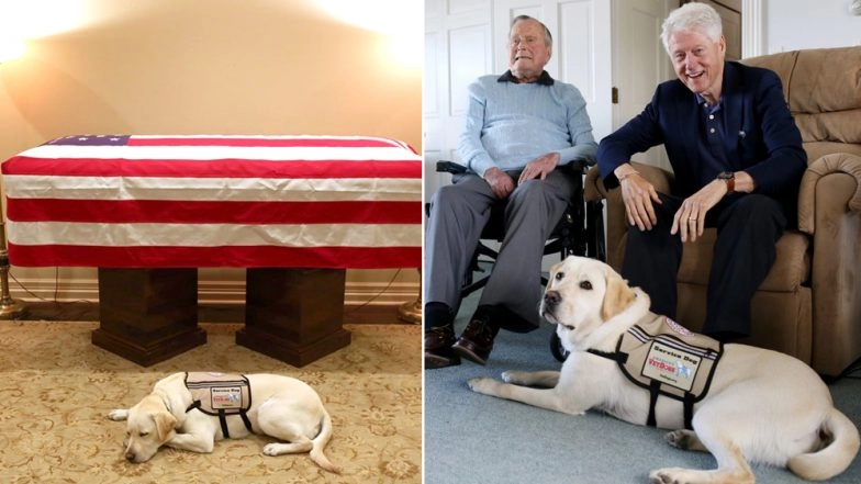 Photo of Late US President George Bush's Service Dog Sully Lying Next ...