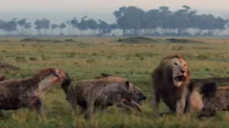 20 Hyenas Attack A Lion! You Won’t Believe What the King of the Jungle ...