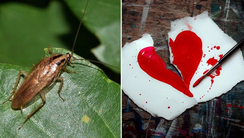 Gift Your Ex A Cockroach After Their Name on Valentine's Day 2019 For ...