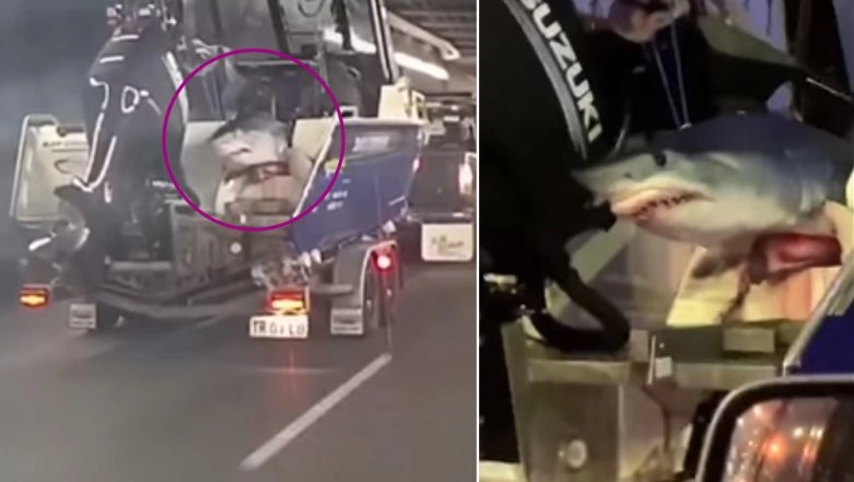 Shark Hangs Out of Fishermen's Car on Sydney Highway, Video Goes Viral ...
