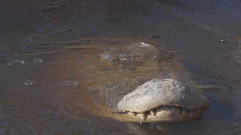 Alligators Poke Noses Up Above the Ice to Survive Chilling Winter in ...