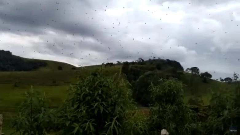 Spiders Raining From Sky! Spine Chilling Video of Arachnids Scare ...