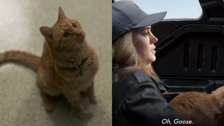 Captain Marvel New Promo: This New Clip Of Goose The Cat Doing Basic ...