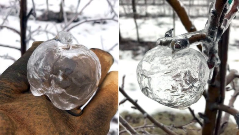 Rare 'Ghost Apples' Appear on Trees in Michigan As Freezing ...