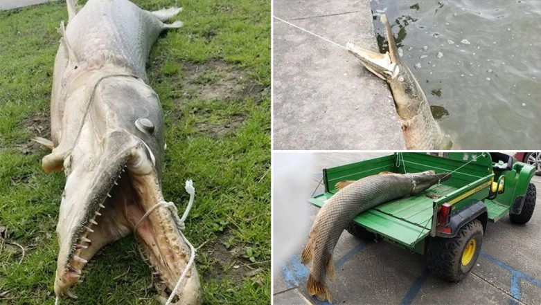 Huge Alligator Gar Weighing 100lbs Found Dead in a New Orleans Lake ...