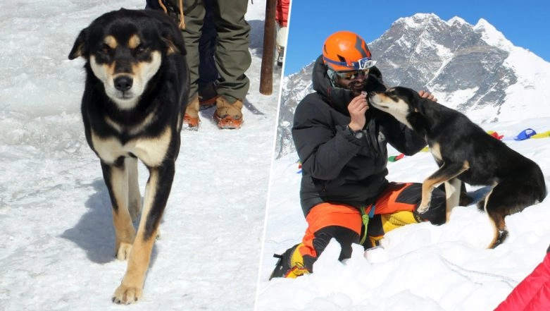 Nepalese Stray Dog Creates Record by Climbing Himalayan Mountain Along ...
