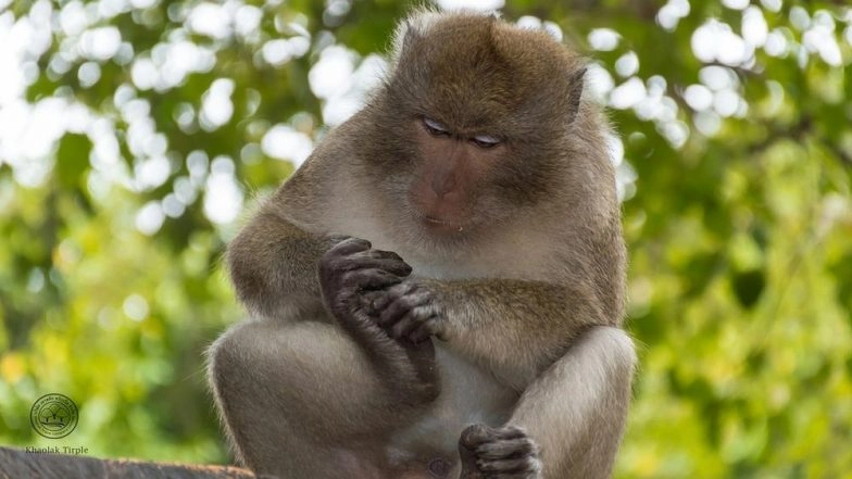 Kyasanur Forest Disease (KFD) Claims Another Life: What Are the ...