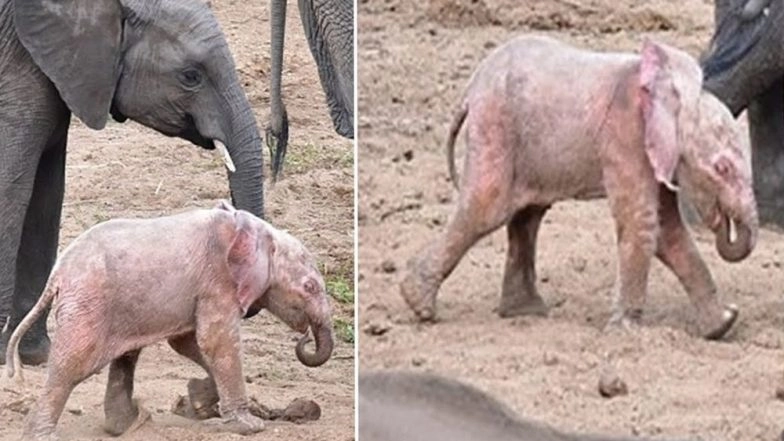 'Pink’ Elephant Found in South African Safari Park, Here’s Why the Calf is a Rare Specimen ...