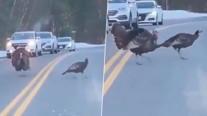 Mumbai Police Tweets Video of Turkey Halting Traffic While Crossing in ...