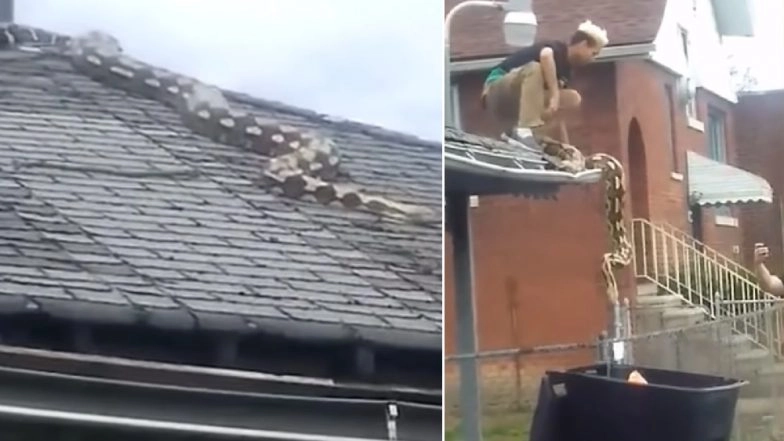 Pet Python Escapes Home and Crawls on Roof in Detroit, Scary Snake ...