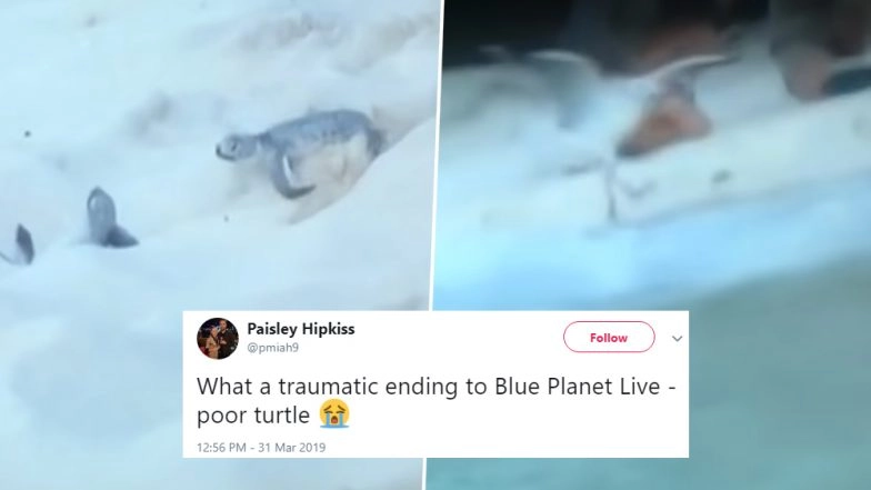 Seagull Snatches a Baby Turtle on 'BBC's Blue Planet Live', Leaving ...