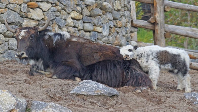 300 Yaks Starve to Death in North Sikkim After Heavy Snowfall | 👍 LatestLY