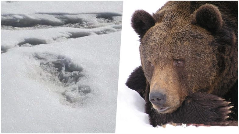 Is Yeti Real or Not? 'Himalayan Mythical Beast' Footprints Shared by ...