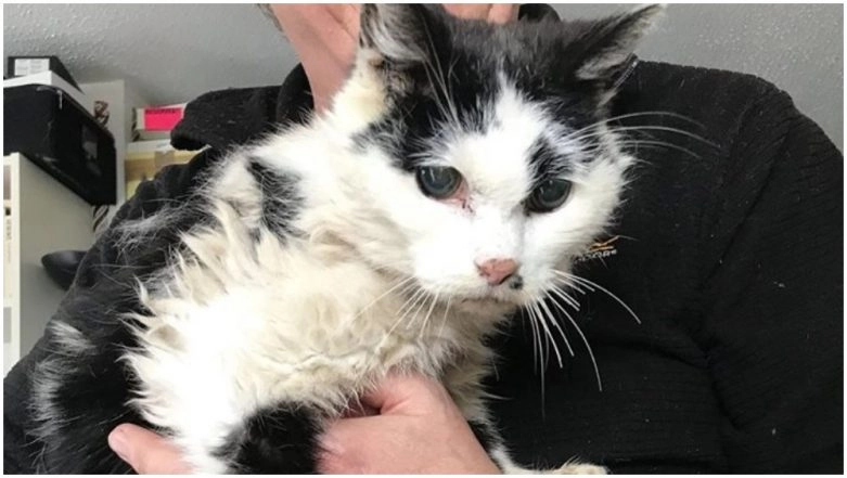 Pet Cat Who Went Missing for 9 Years in England Reunited With Owner at ...