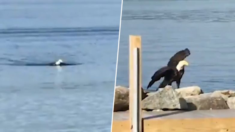 Stunning Video of a Bald Eagle Swimming in New Hampshire Goes Viral ...