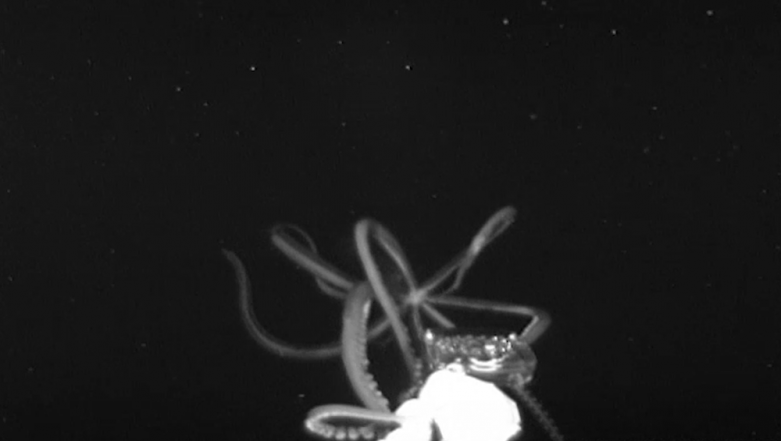 Giant Squid, Ocean’s Most Elusive Creature Spotted For the First Time ...