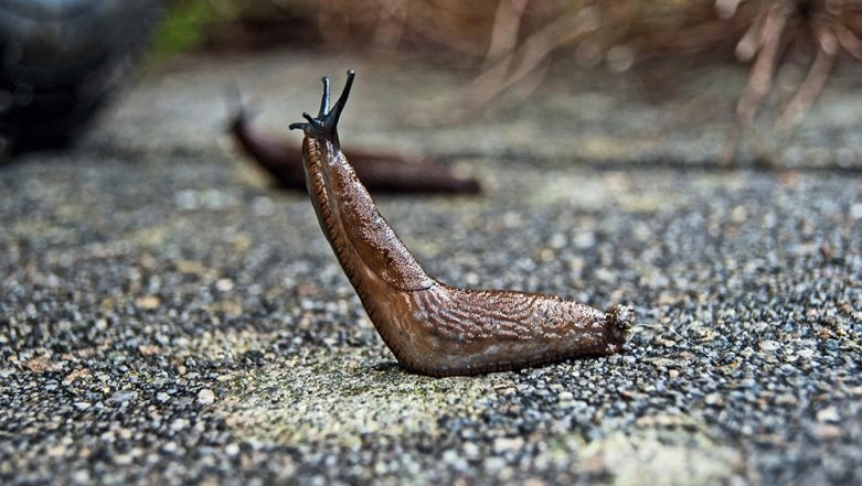 A Tiny Dead Slug Forced 26 Trains of Kyushu Railway to be Cancelled in ...