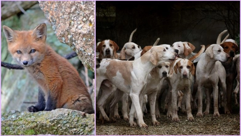 Animal Cruelty in UK: Huntsman and His Kennel Maid Convicted for ...