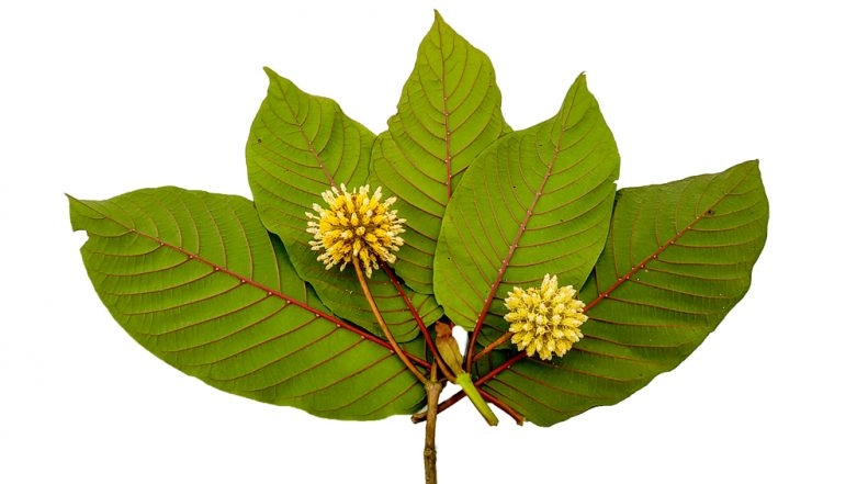 Kratom: From Health Benefits to Side Effects, Everything about the ...