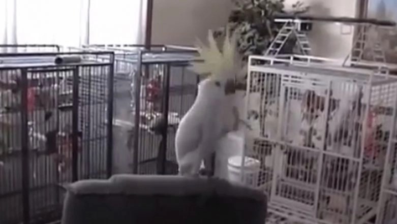 Dancing Cockatoo Snowball Thrills Scientists with His Amazing Moves ...