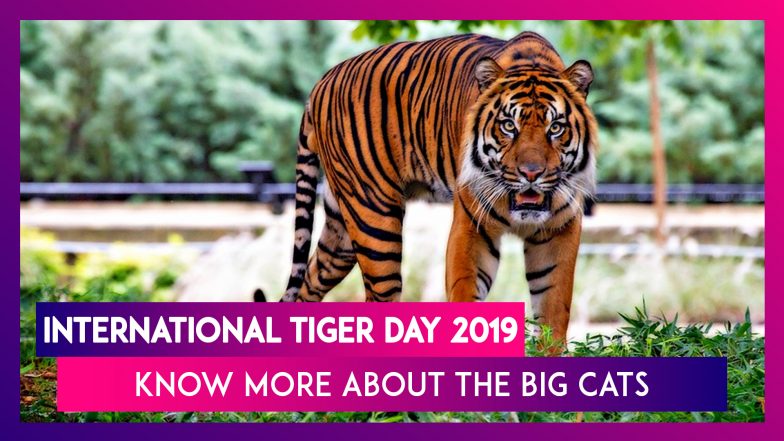 International Tiger Day 2019: Know Interesting Facts About the Big Cats ...