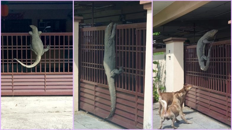 Giant ‘Godzilla’ Monitor Lizard Spotted Hanging On Malaysian Resident’s ...