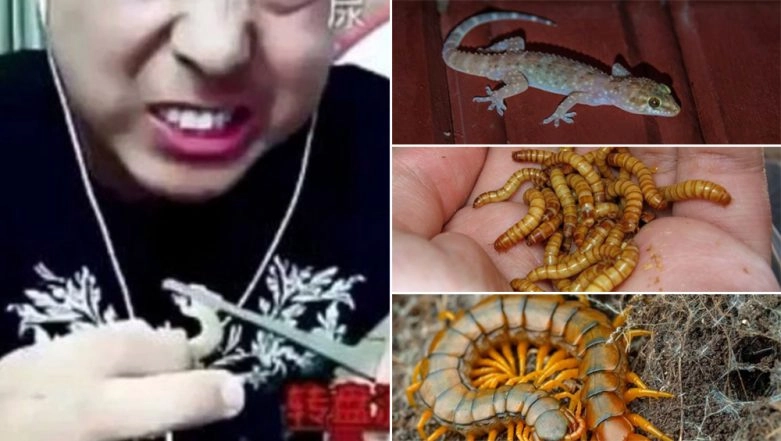 Chinese Vlogger, Sun Dies During Live-Stream Eating Centipedes, Lizards ...