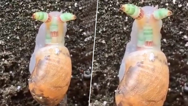 'Zombie Snail' Video Goes Viral on Twitter Terrifying People Out Of ...