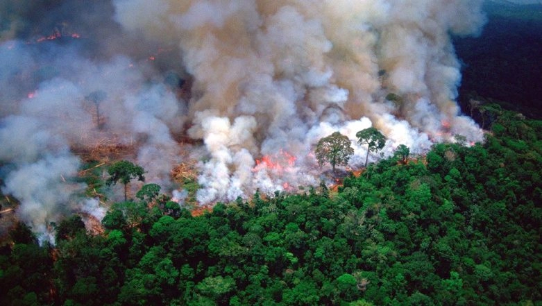 Amazon Rainforest Fire: Brazil's Forest Blaze May Be Record Setting ...
