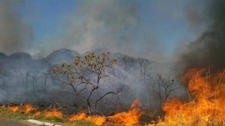 Amazon Rainforest Fires Hit Record Number This Year With 72,843 ...