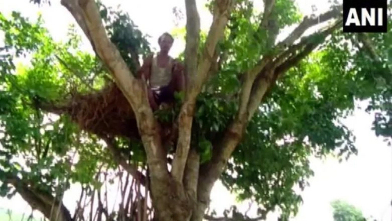 Odisha Man Lives on Treetop to Protect Himself From Wild Elephants ...