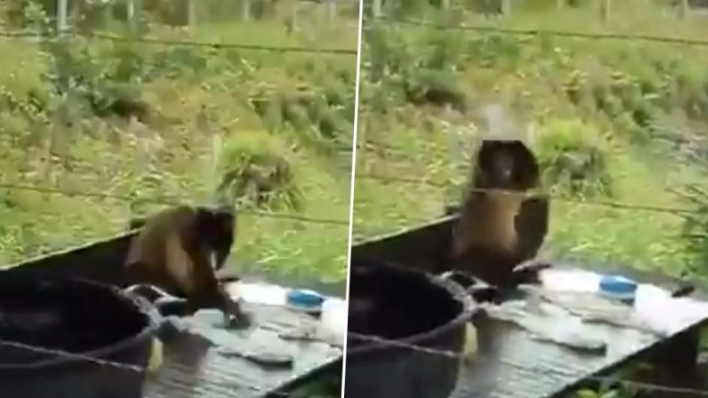 Funny Video of Monkey Washing Clothes in 'Desi' Style Goes Viral ...