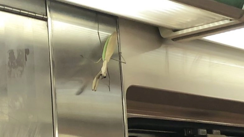 Gigantic Praying Mantis on New York Subway Train Scares Passengers ...