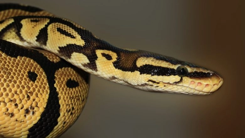 Video of People Burning a Python Alive in Gujarat's Banaskantha Goes ...