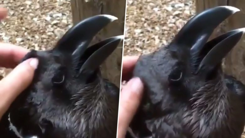 Is It a Bird or a Rabbit? Optical Illusion Created by a Viral Video Is ...