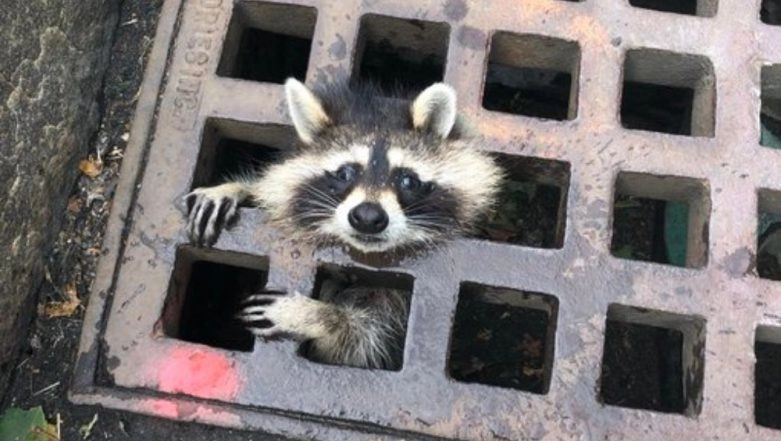 Raccoon Trapped in Drain Grate Rescued After 2-Hour Rescue by 10 ...