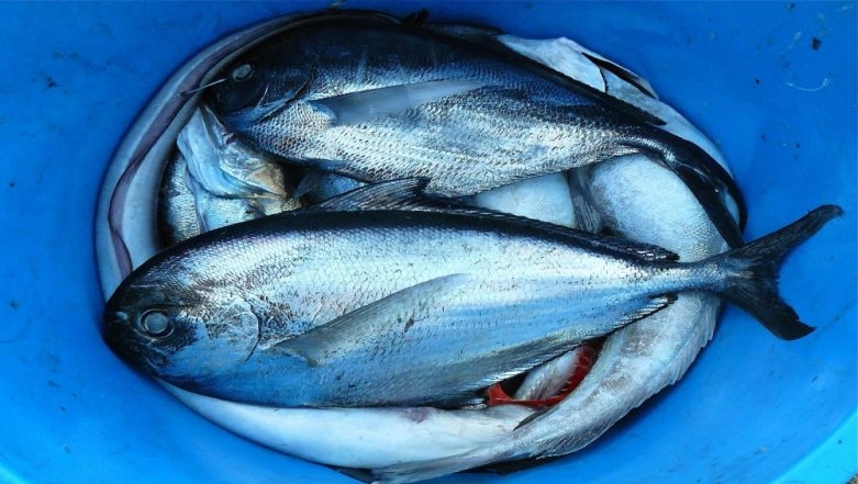 Mercury Poisoning from Seafood: Terrifying Symptoms You Should Not ...