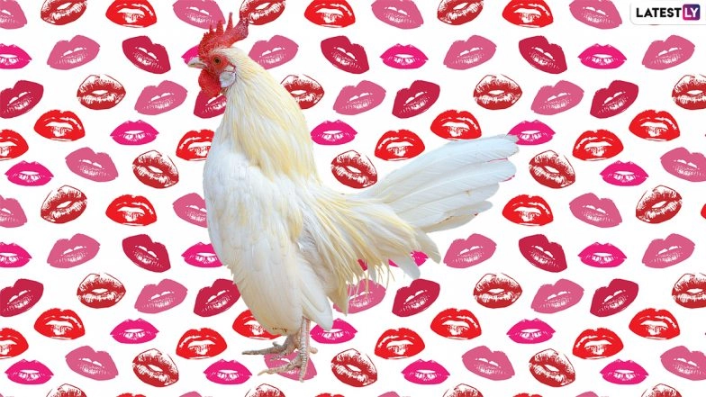 Do Not Kiss Chickens! CDC Warns Against Salmonella Infection Caused By ...