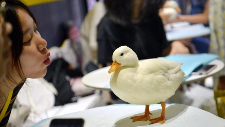 China: Four Fluffy White Ducks Woo Customers at a Cafe in Chengdu ...