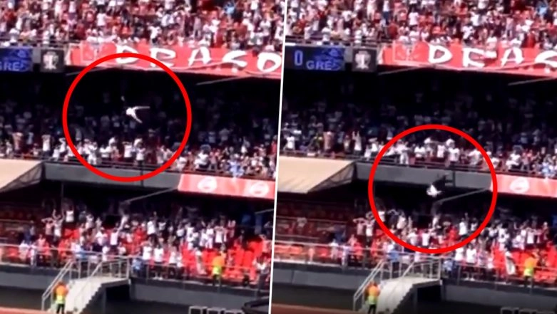 Viral News | Fan Falls From Stands Onto 13-Year-Old Girl During ...