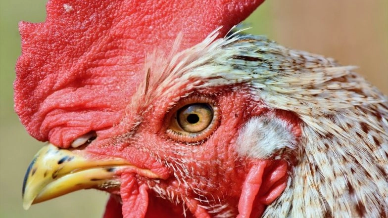 Aggressive Pet Rooster Kills Elderly South Australian Woman by Pecking ...