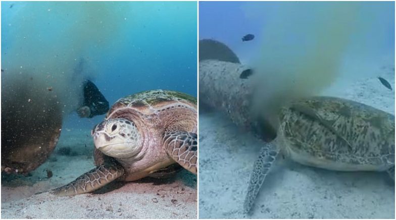 Endangered Green Sea Turtle Feeds on Waste From Underwater Sewage Pipe ...
