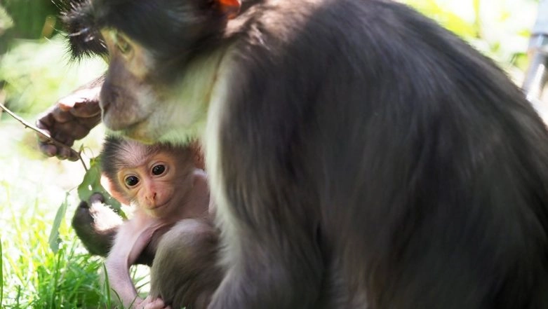 Rare Baby Monkey 'Buzz' in ZSL London Zoo is Named After Apollo 11 ...