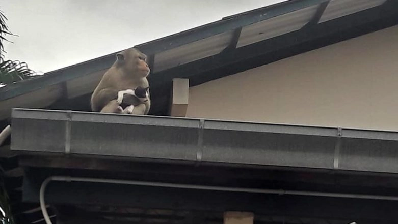 Monkey Adopts a Kitten in Thailand, Cute Videos of the Primate Taking ...