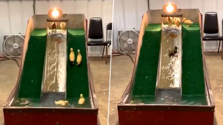 Cute Viral Video of Baby Ducks Playing With Water Slide Has Taken Over ...